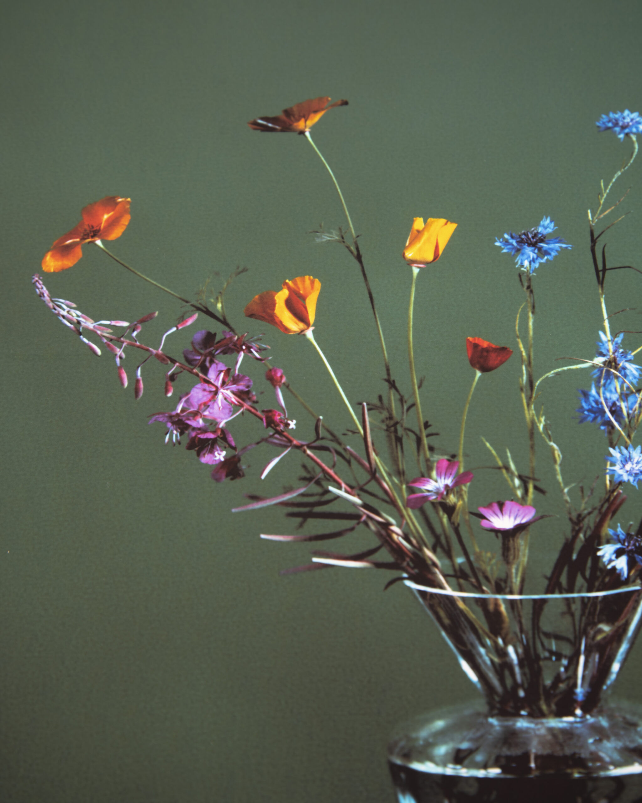 Brendan Barry - Flowers with Bea - Metro Imaging