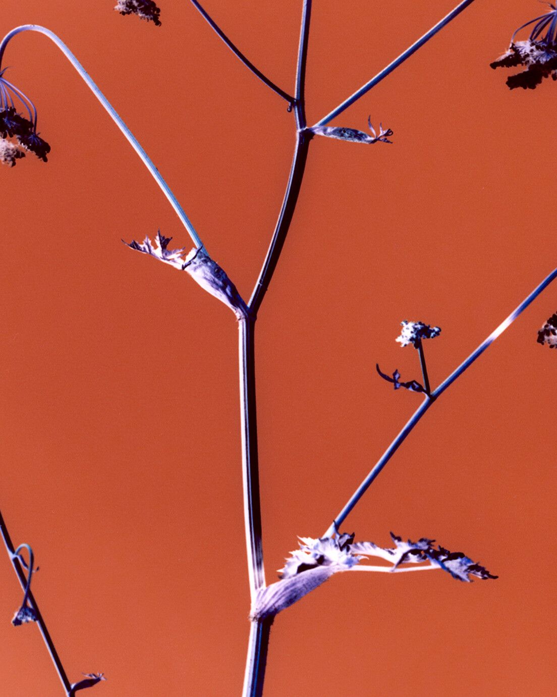 Brendan Barry - Flowers with Bea - Metro Imaging
